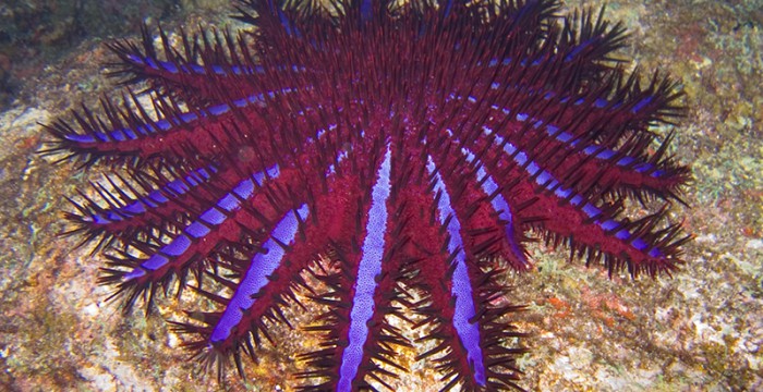 Starfish-killing robot to help save Great Barrier Reef | DDC Precision ...